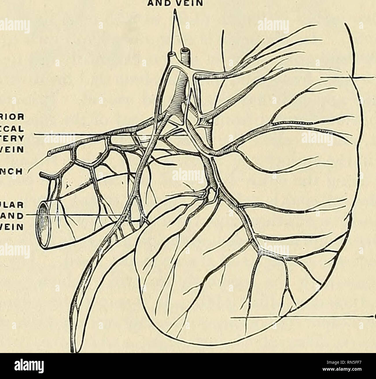 . Anatomy, descriptive and applied. Anatomy. Fig. 1056.—The internal ...