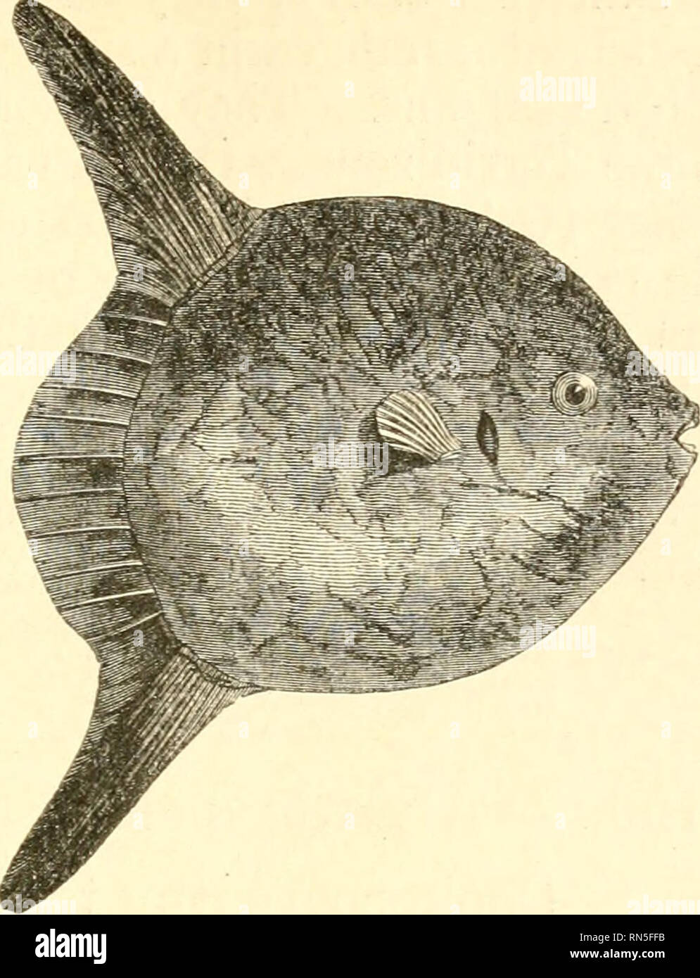 Conjoined fish hi-res stock photography and images - Alamy