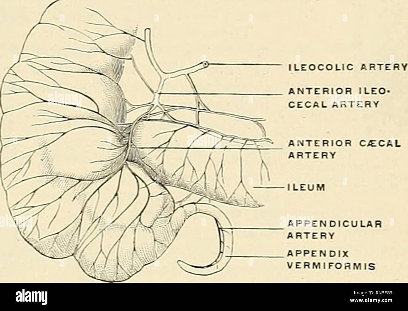 . Anatomy, descriptive and applied. Anatomy. THE CECUM 1299 appendix ...