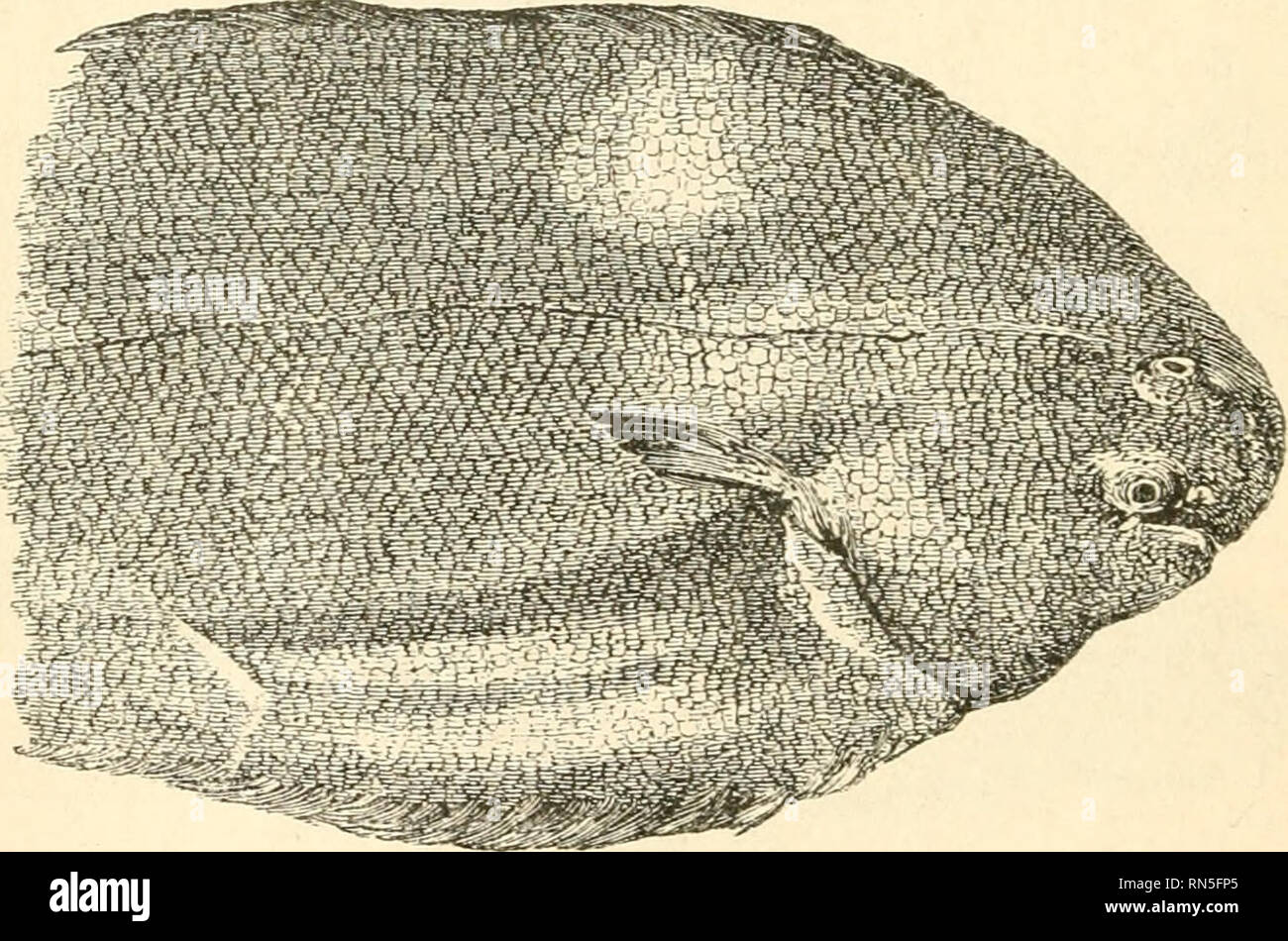 Fleshy finned fishes hi-res stock photography and images - Alamy