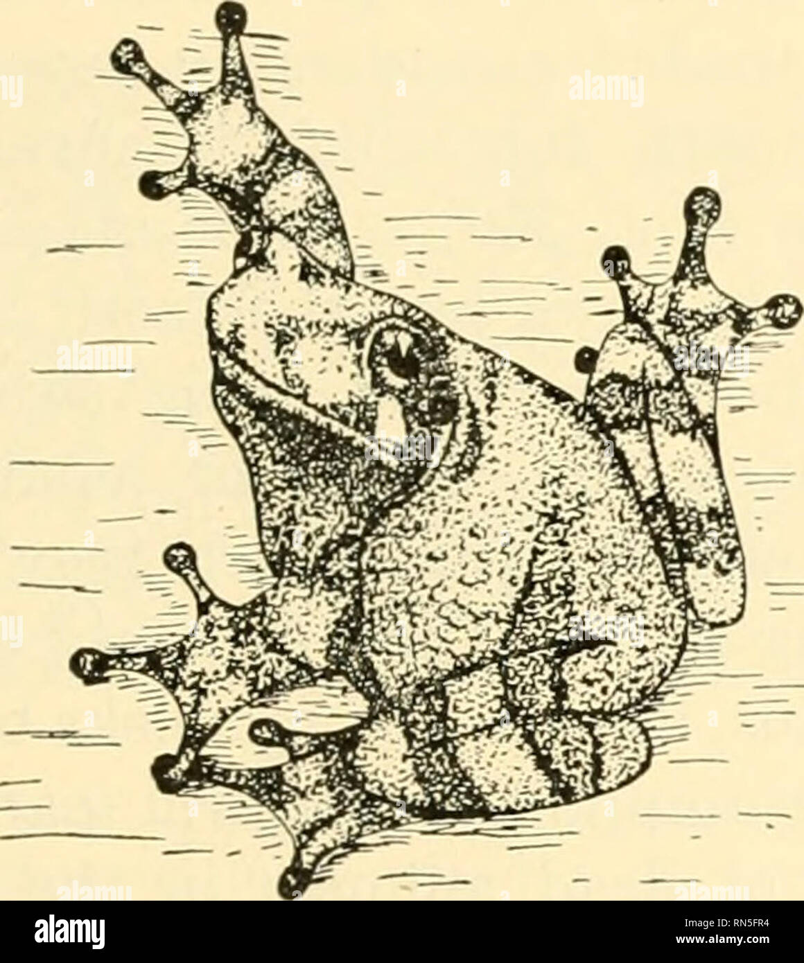 . Animal biology. Zoology; Biology. CLASS AMPHIBIA 367 secretions ...