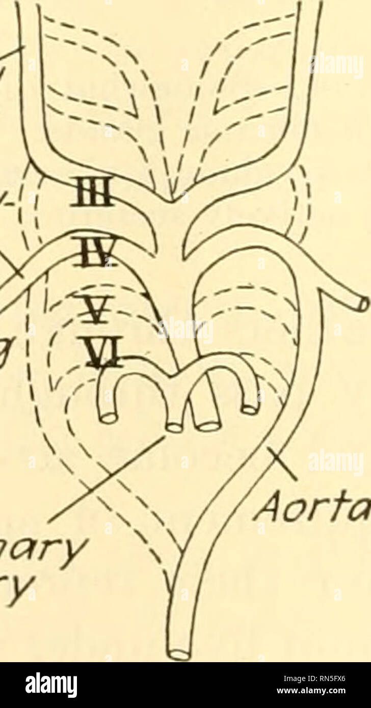. Animal biology. Zoology; Biology. Carotid artery Subclav-y ' , ian ...