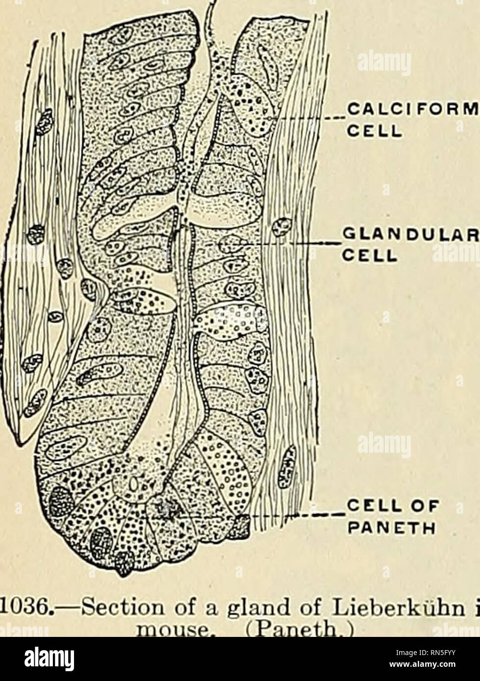 Crypts Of Lieberkuhn Diagram