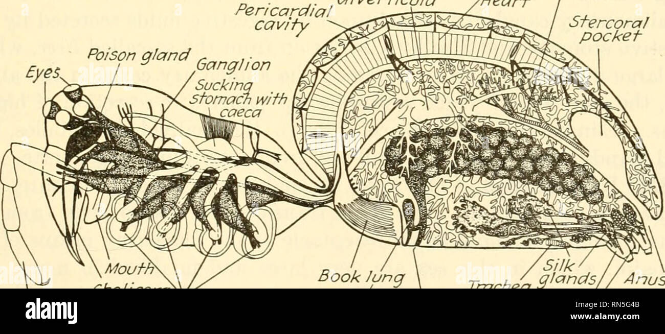 . Animal biology. Zoology; Biology. aiv Pericardial caviiy Intestine ...