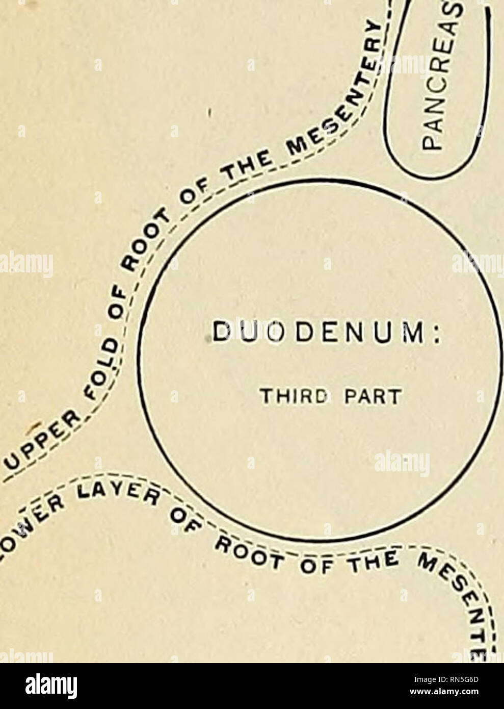 Cross section of the pancreatic duct hi-res stock photography and ...