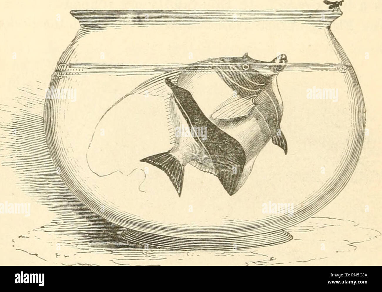 . The animal creation: a popular introduction to zoology. Zoology. 822 ...