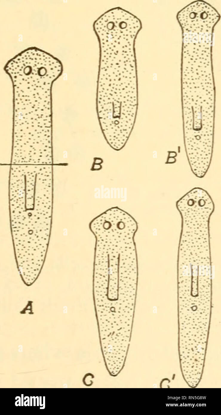 . Animal biology. Biology; Zoology; Physiology. Fig. 160 ...