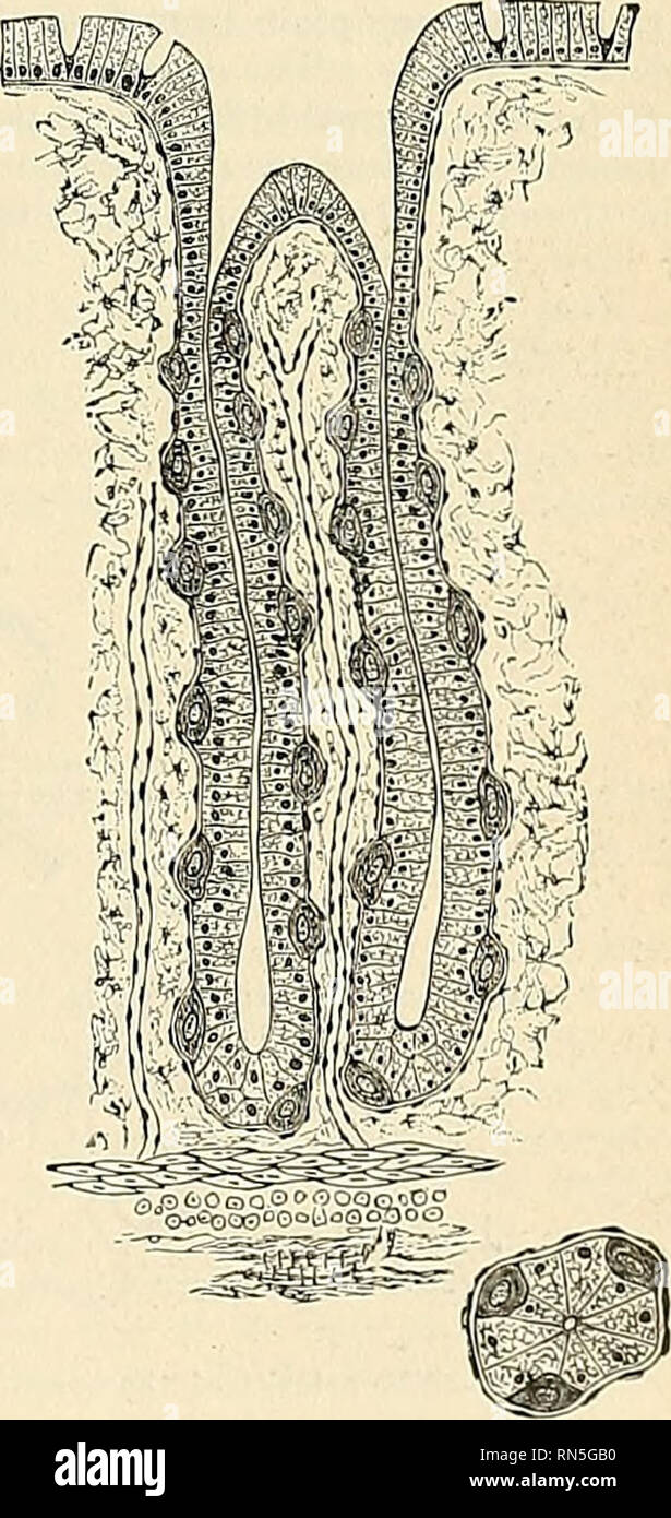 . Anatomy, descriptive and applied. Anatomy. Fig. 1019.-Pyloric gland ...