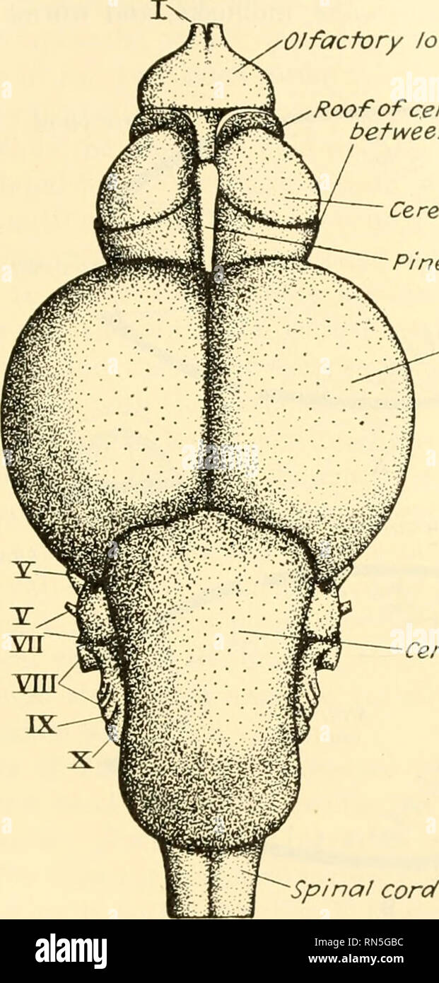 Dogfish Shark Respiratory System