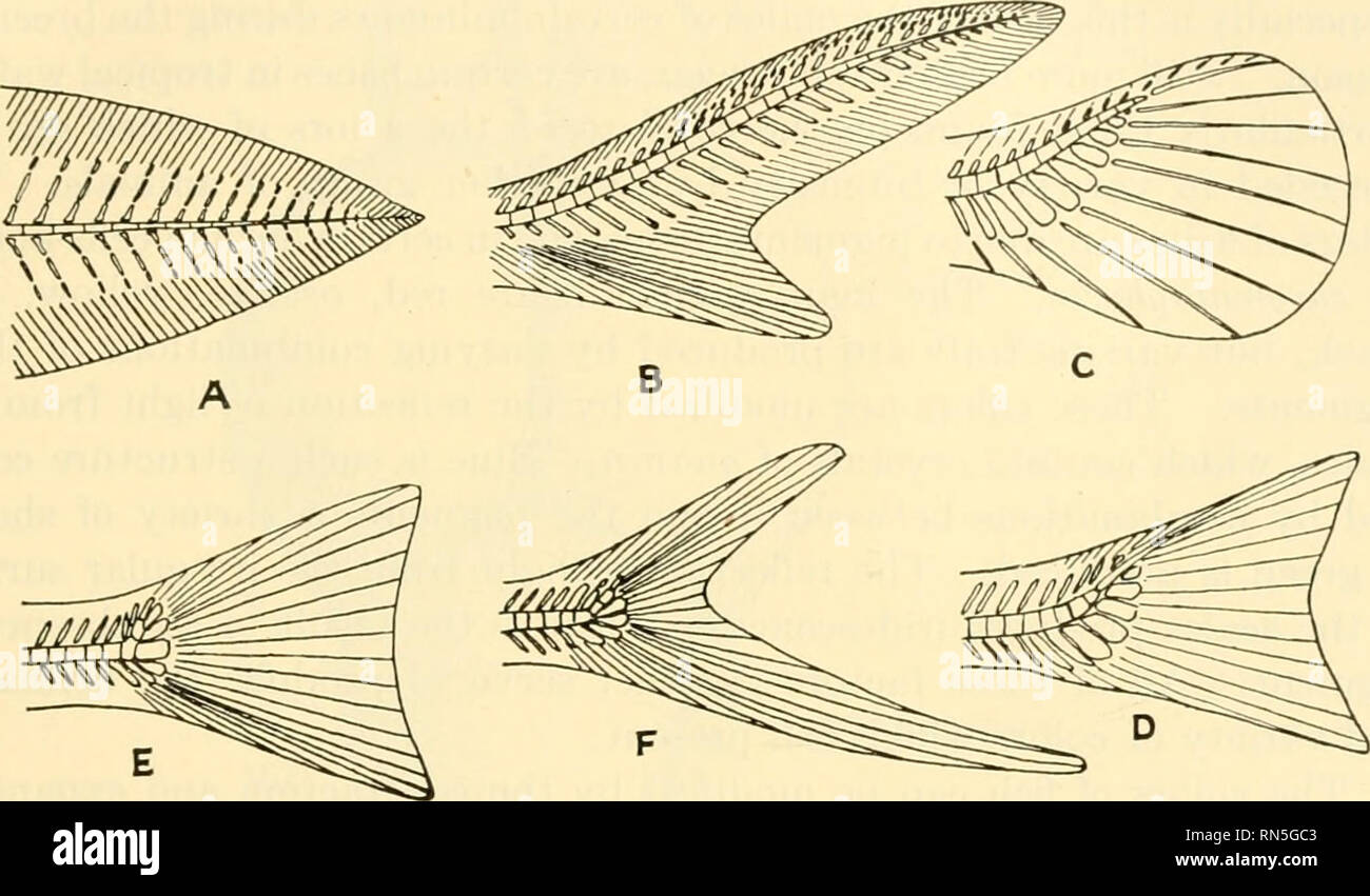 . Animal biology. Zoology; Biology. CLASS PISCES 349 coelom and which ...