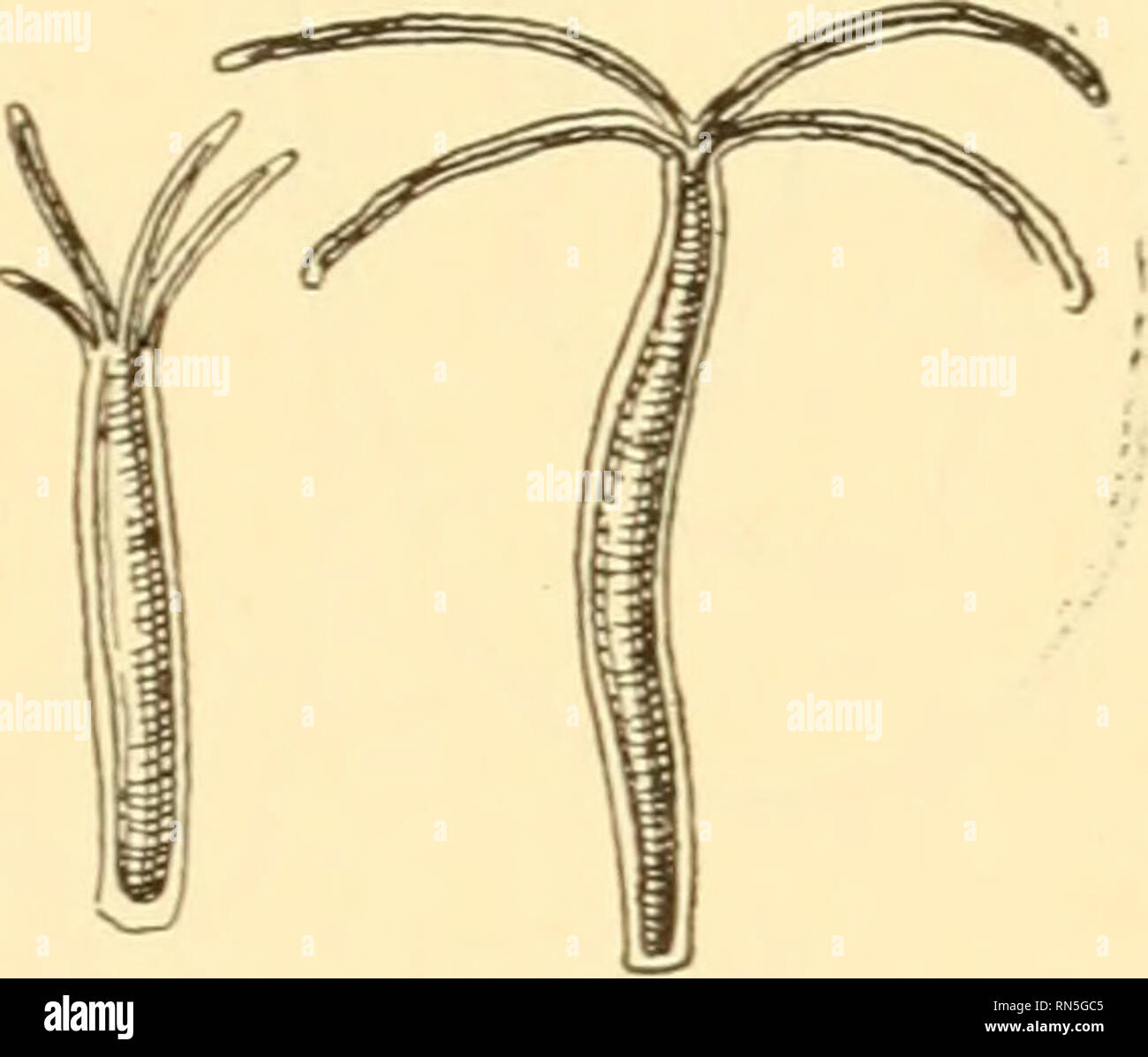 Regeneration Of Hydra