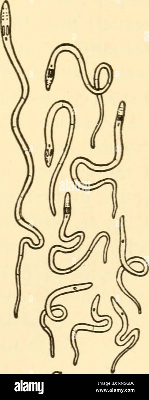 Planaria reproduction hi-res stock photography and images - Alamy