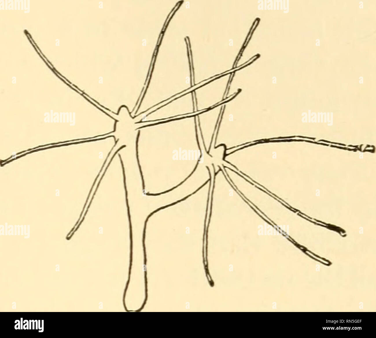 Hydra budding hi-res stock photography and images - Alamy