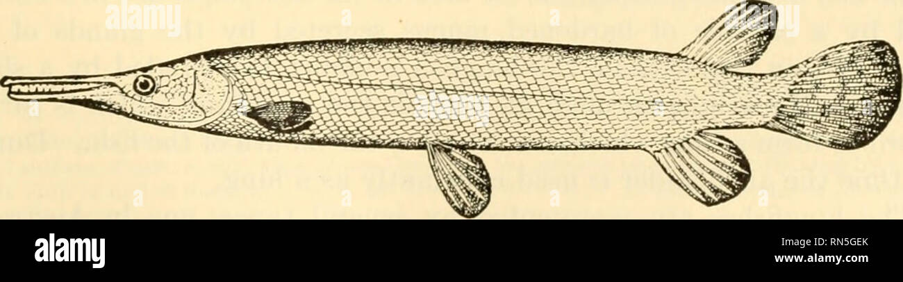 Gar scales hi-res stock photography and images - Alamy
