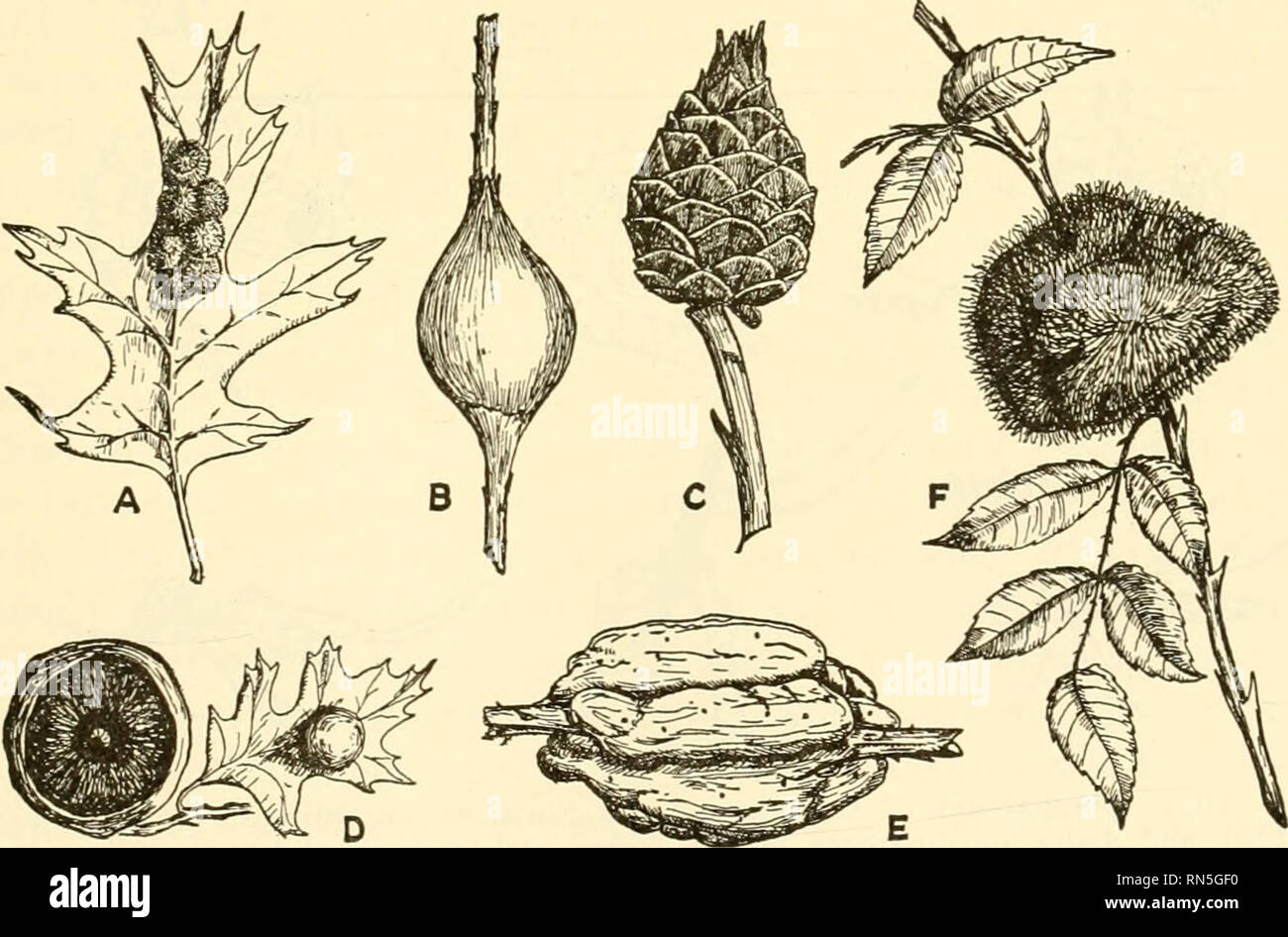 Adult codling moth hi-res stock photography and images - Alamy