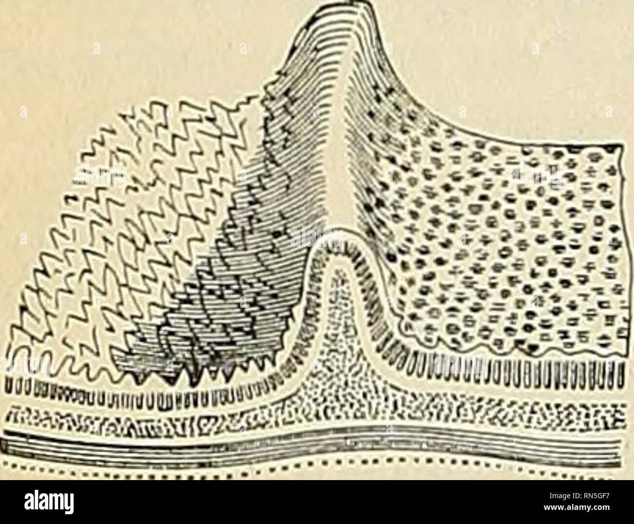 Layers of stomach wall hi-res stock photography and images - Alamy