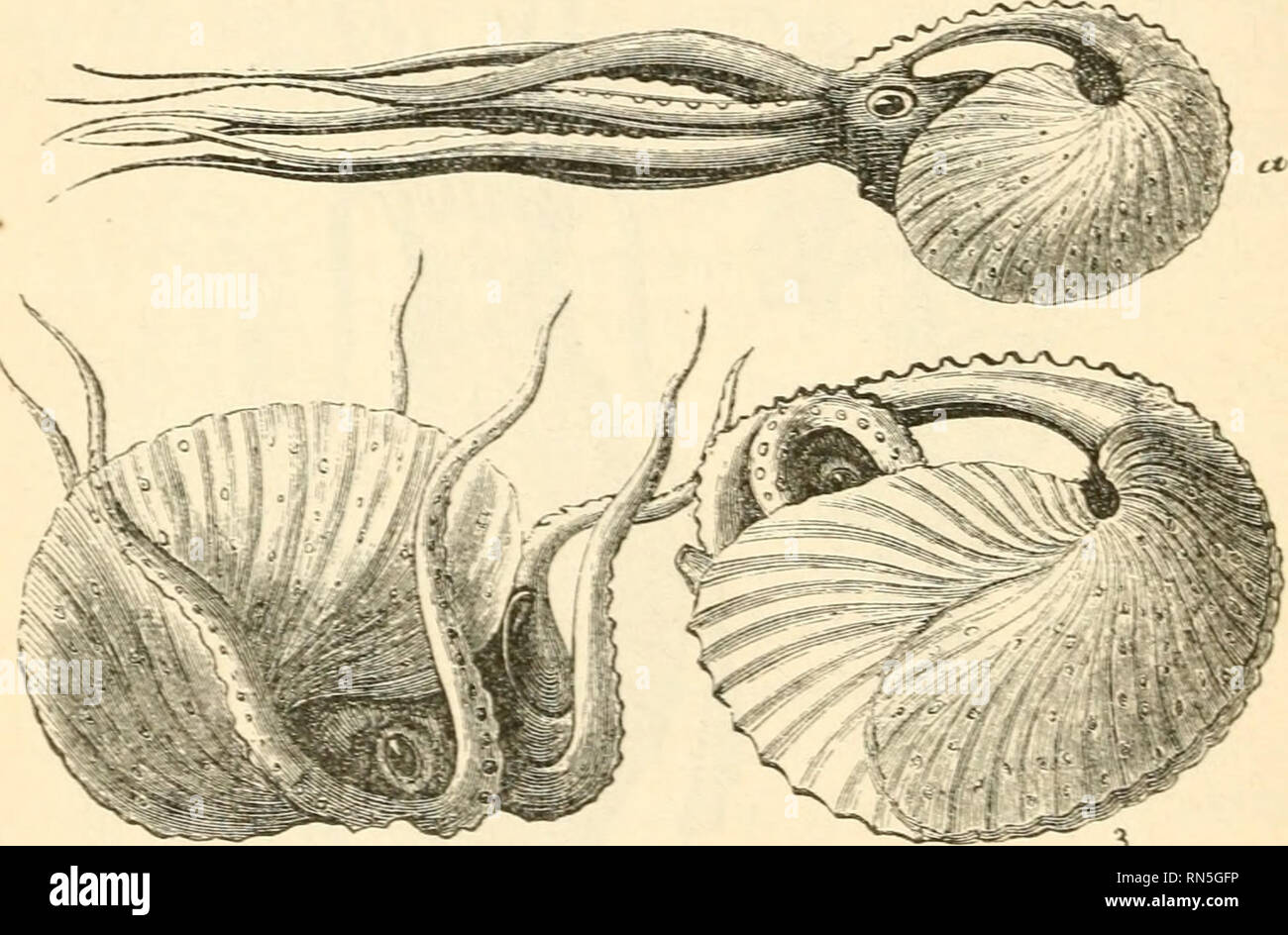 Argonaut cuttle fish hi-res stock photography and images - Alamy