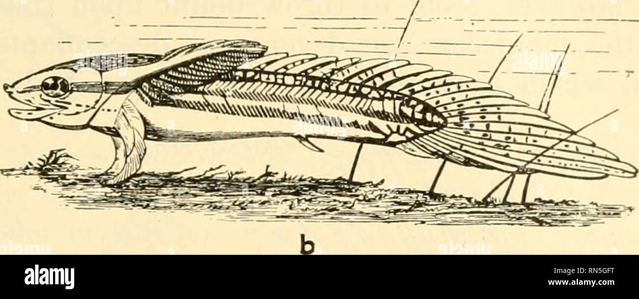 Crossopterygian hi-res stock photography and images - Alamy