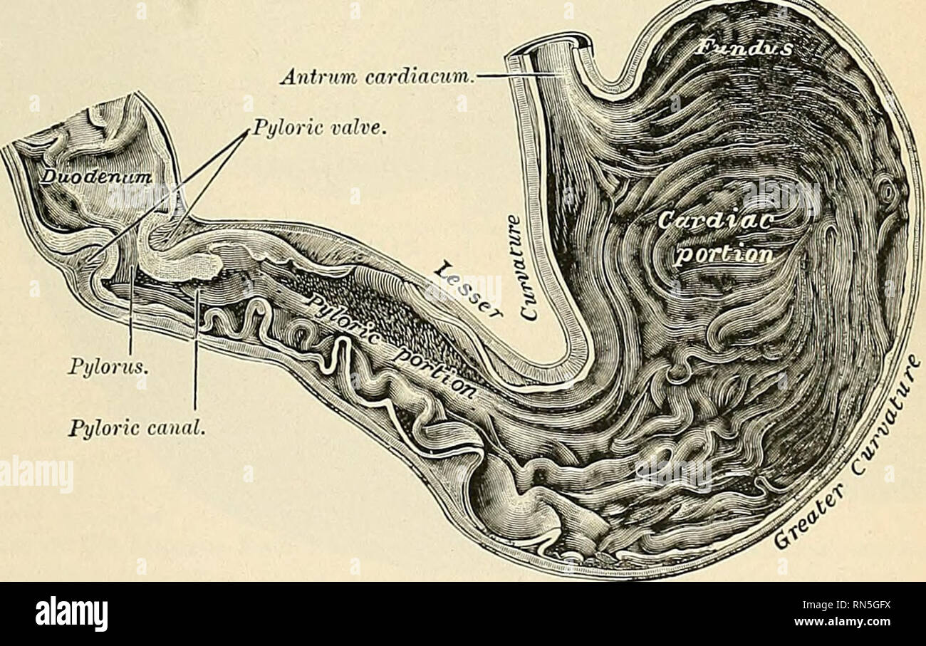 . Anatomy, descriptive and applied. Anatomy. THE STOMA CH vm side of ...
