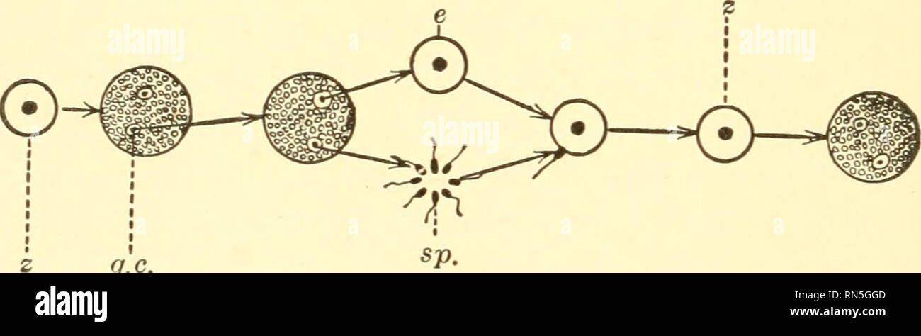 Binary fission cells division hi-res stock photography and images - Alamy