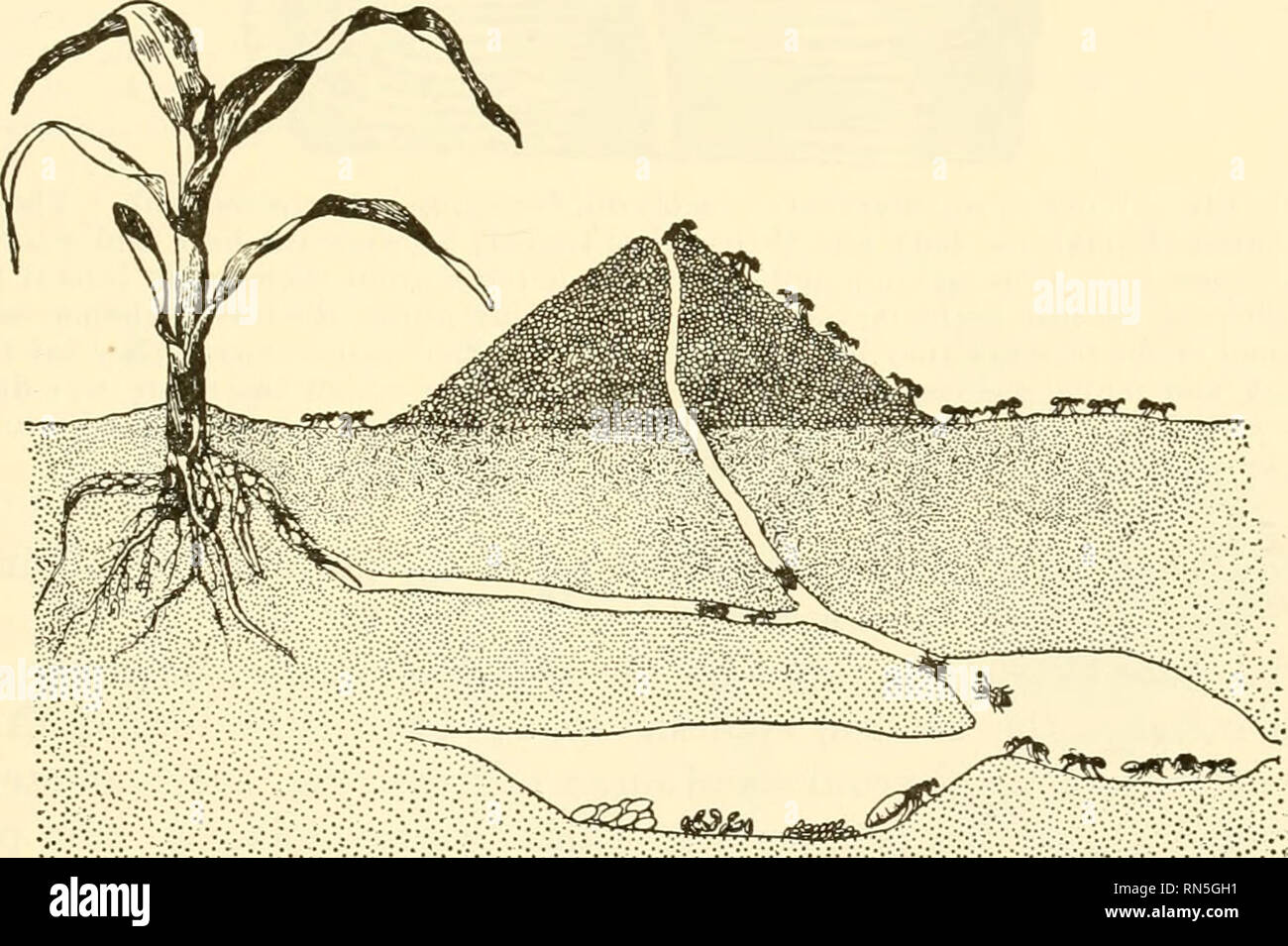 Aphis bull hi-res stock photography and images - Alamy