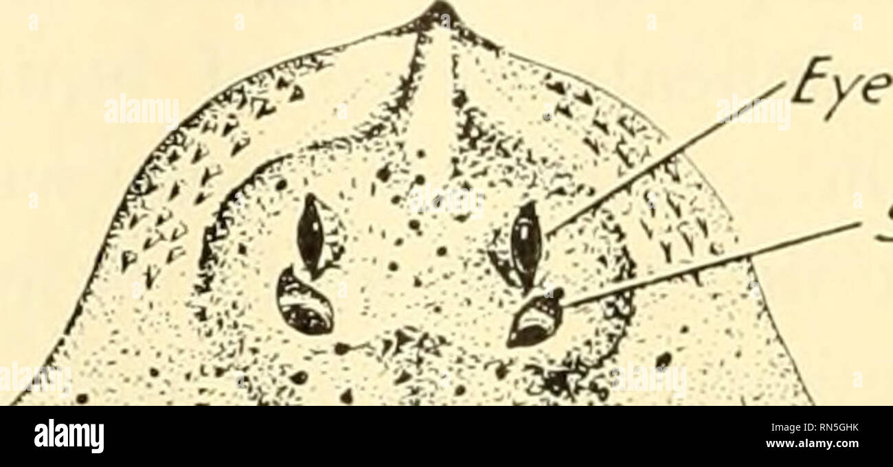 Vertebral column fish hi-res stock photography and images - Alamy