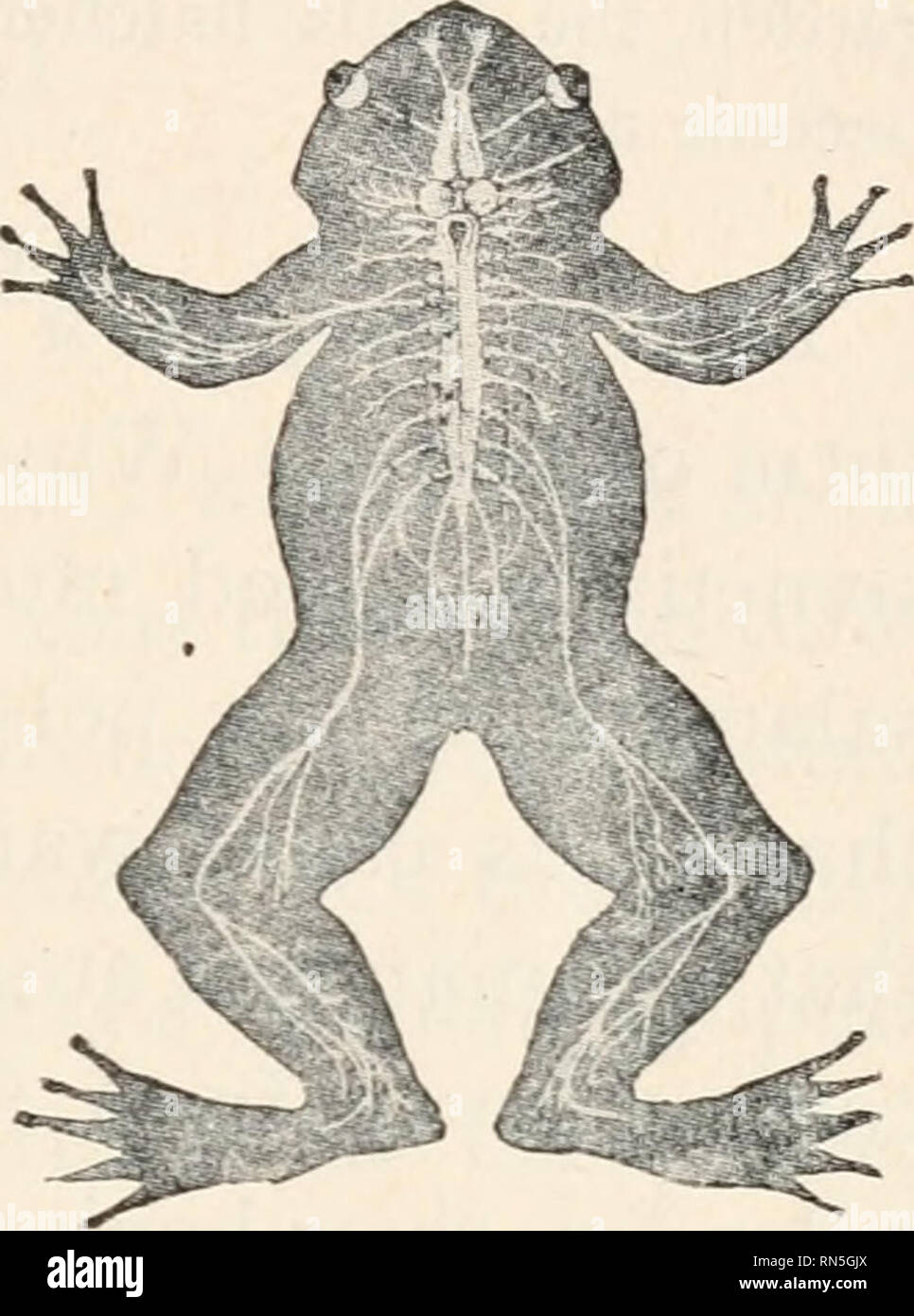 Human webbed feet hi-res stock photography and images - Alamy