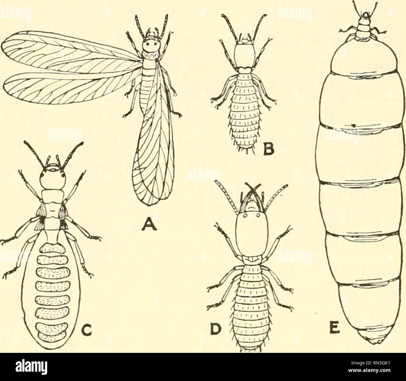 Symbiotic protozoan hi-res stock photography and images - Alamy