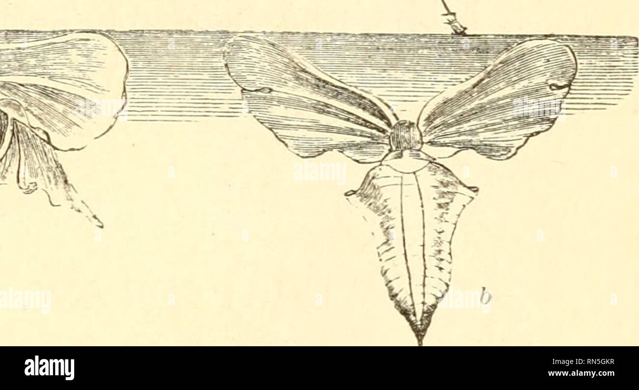 Pteropoda limacina helicina hi-res stock photography and images - Alamy