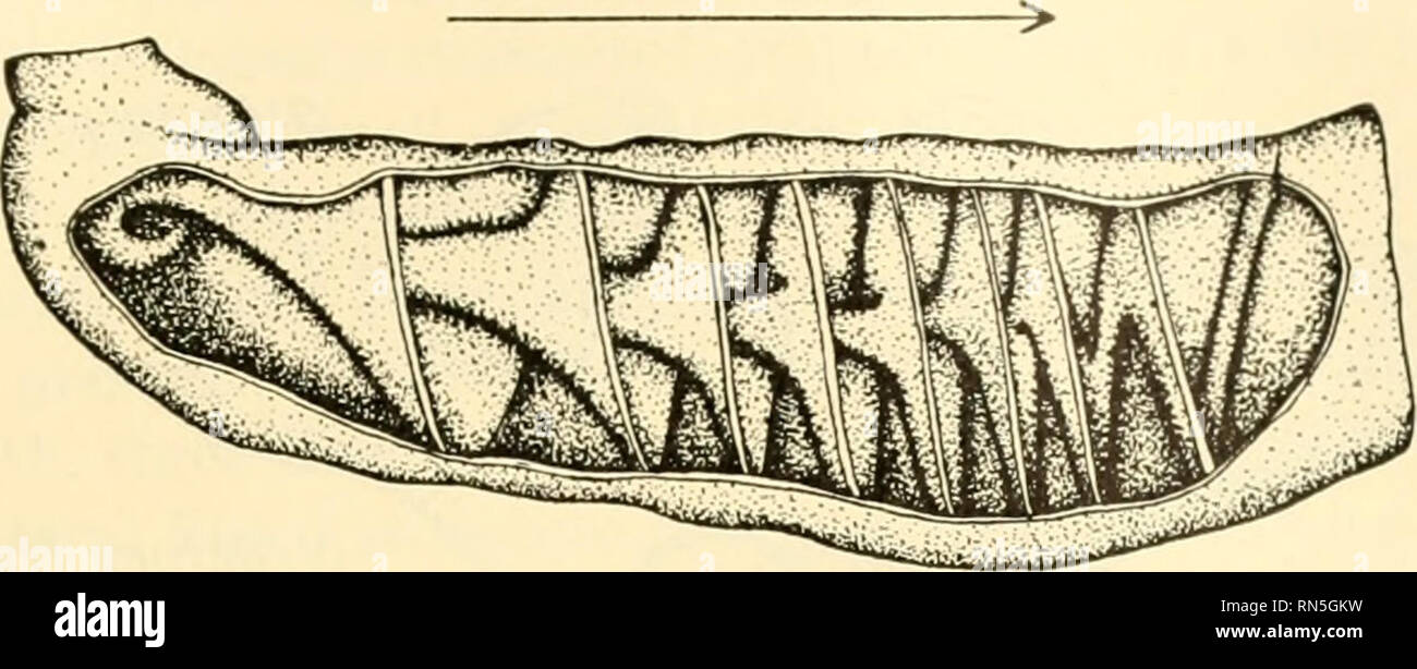 Placoid scales hi-res stock photography and images - Alamy