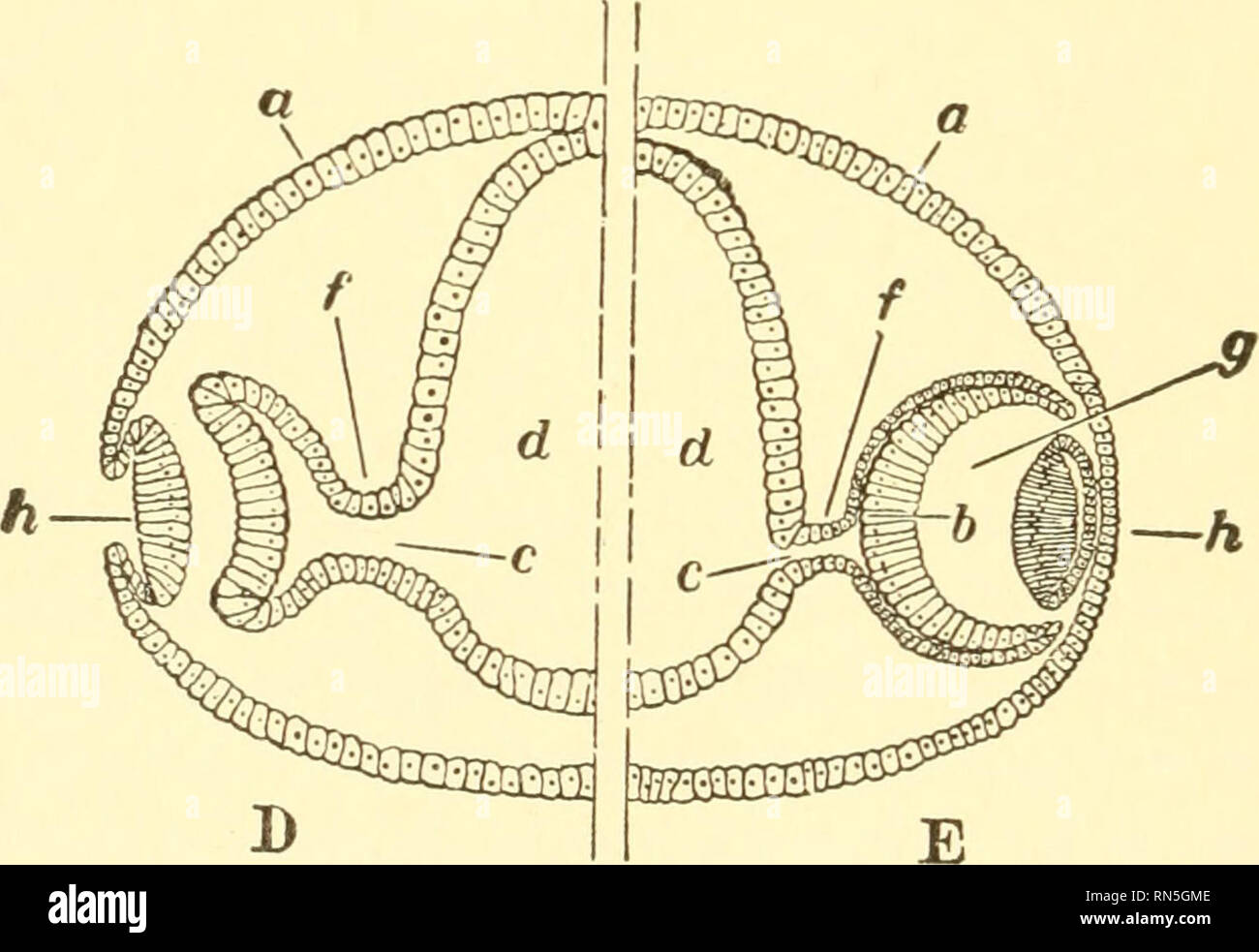 . Animal biology. Biology; Zoology; Physiology. Fig. 149. — Diagrams ...