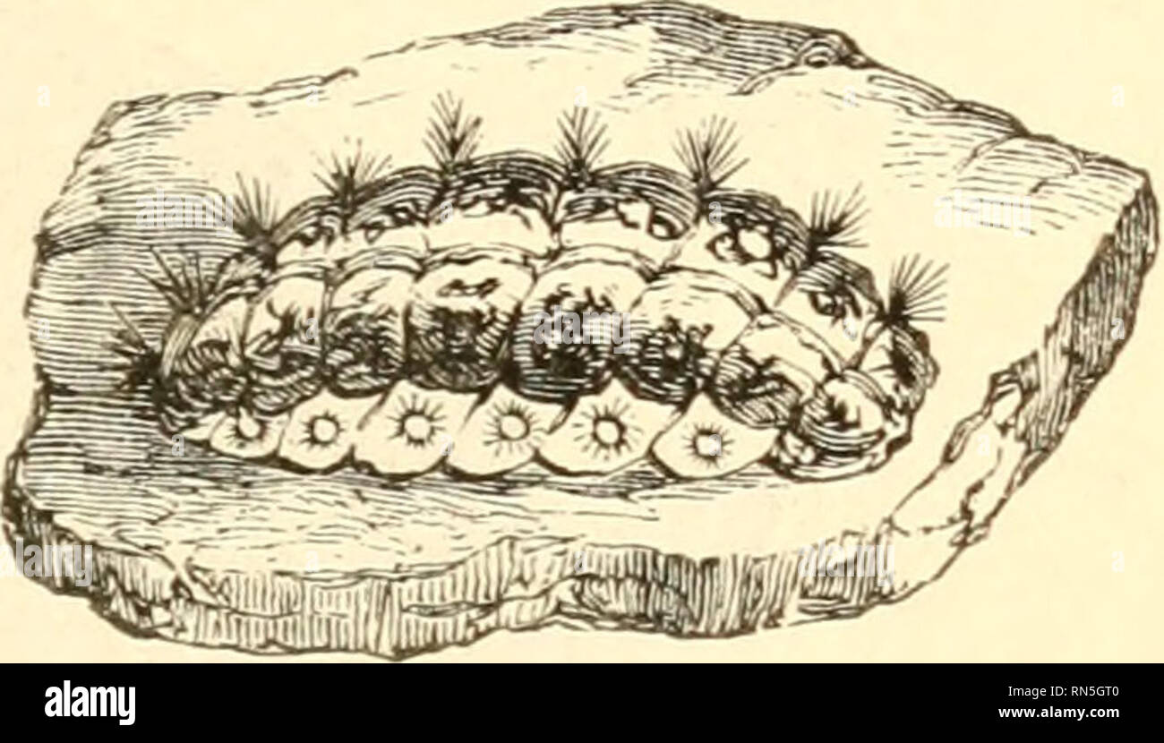 Chiton under hi-res stock photography and images - Alamy