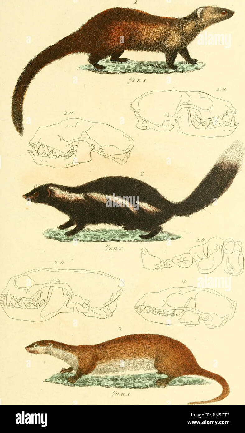 Otter anatomy hi-res stock photography and images - Alamy