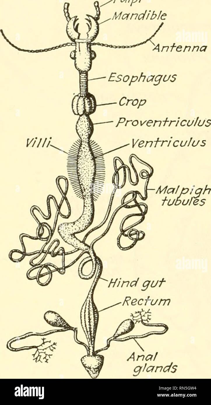. Animal biology. Zoology; Biology. 282 METAZOAN PHYLA Poilpi Mandible ...