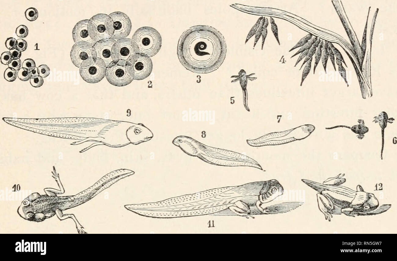 Tadpoles jar hi-res stock photography and images - Alamy