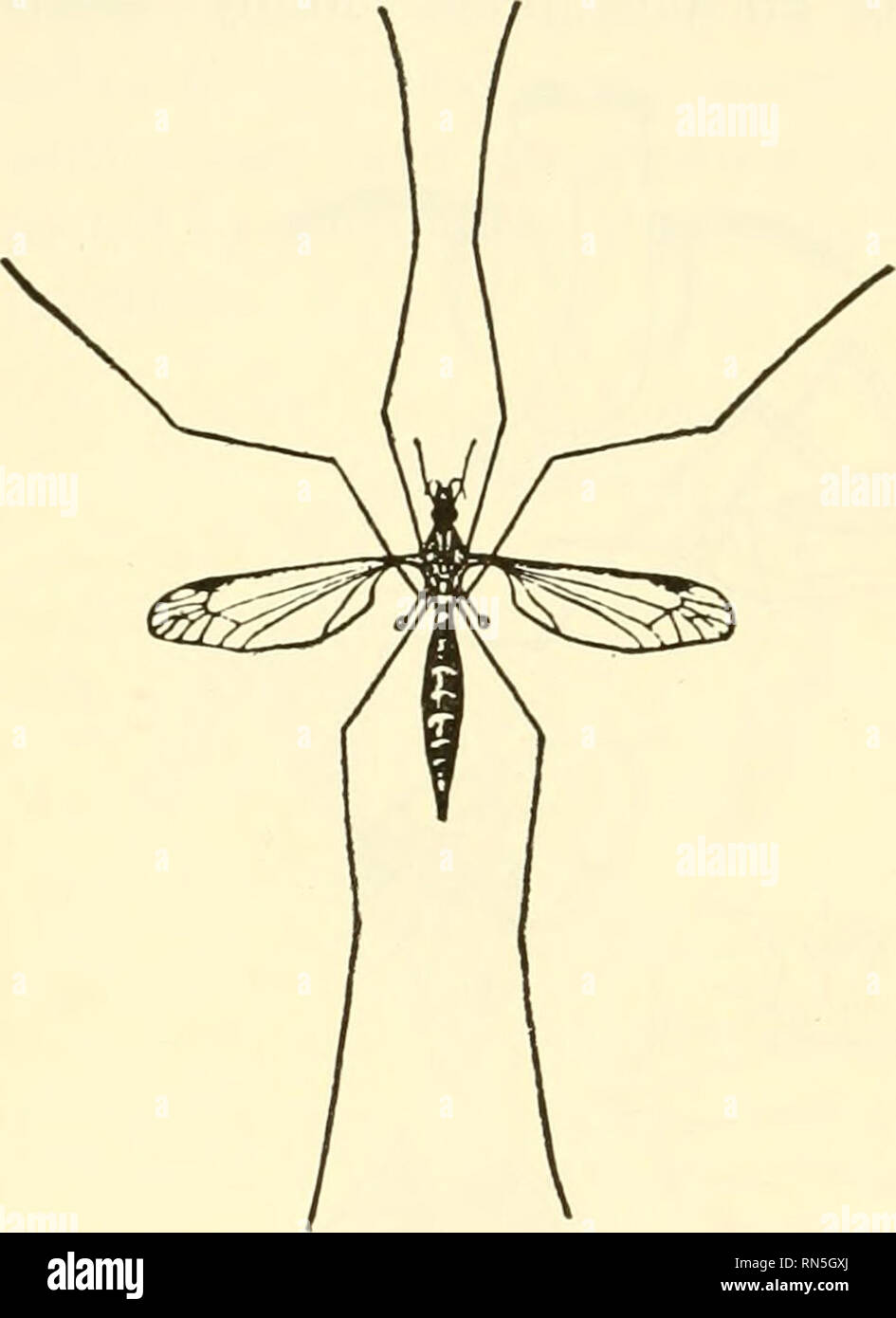 Hemocoel hi-res stock photography and images - Alamy