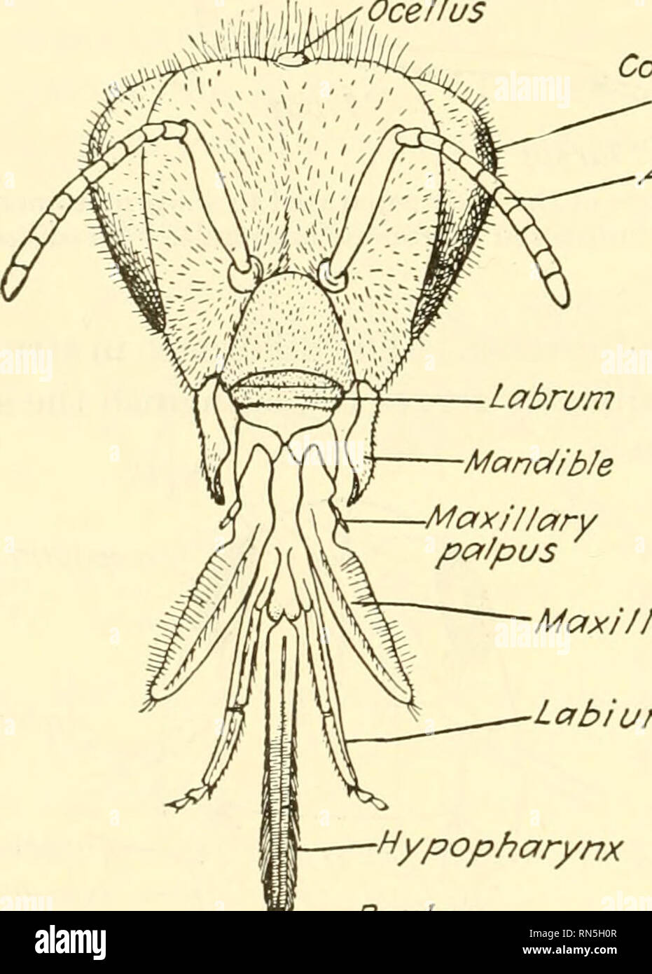 Mosquito Labrum