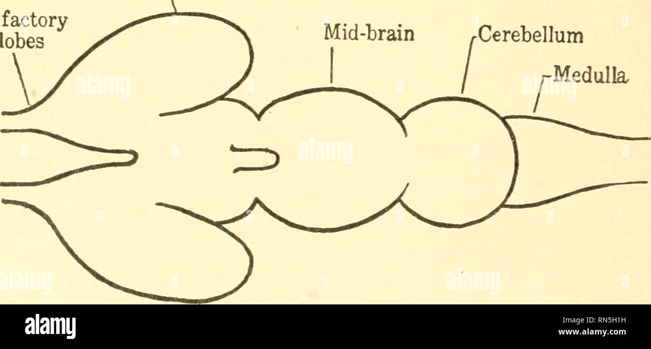. Animal biology. Biology; Zoology; Physiology. Telencephalon7 ...