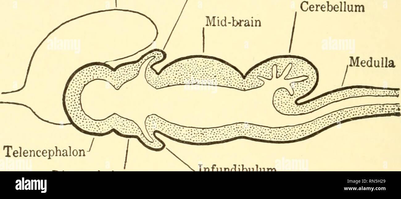 . Animal biology. Biology; Zoology; Physiology. Cerebral hemisphere ...