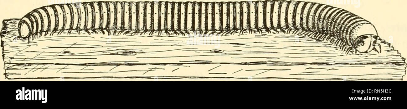. Animal biology. Zoology; Biology. Fig. 178.—The long-legged house ...