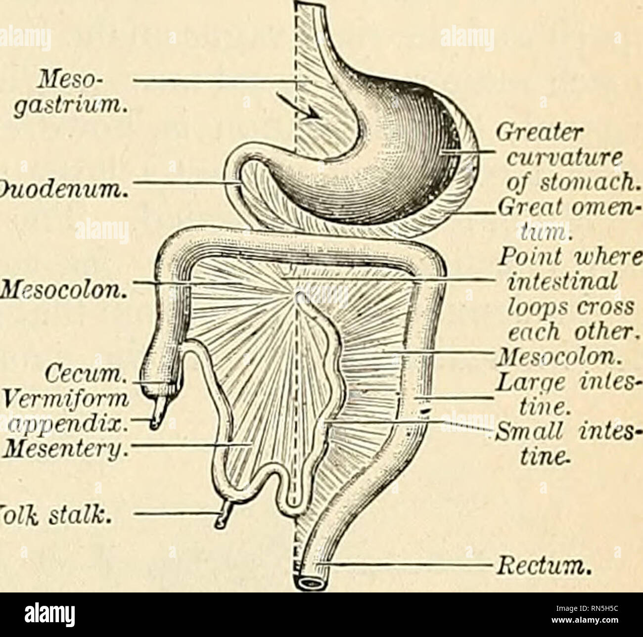 . Anatomy, descriptive and applied. Anatomy. Point where J intei