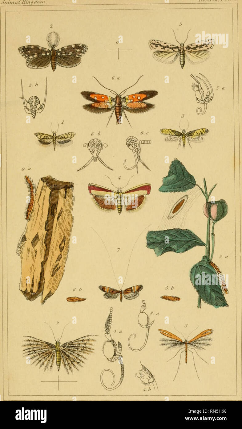 Rui animal hi-res stock photography and images - Alamy