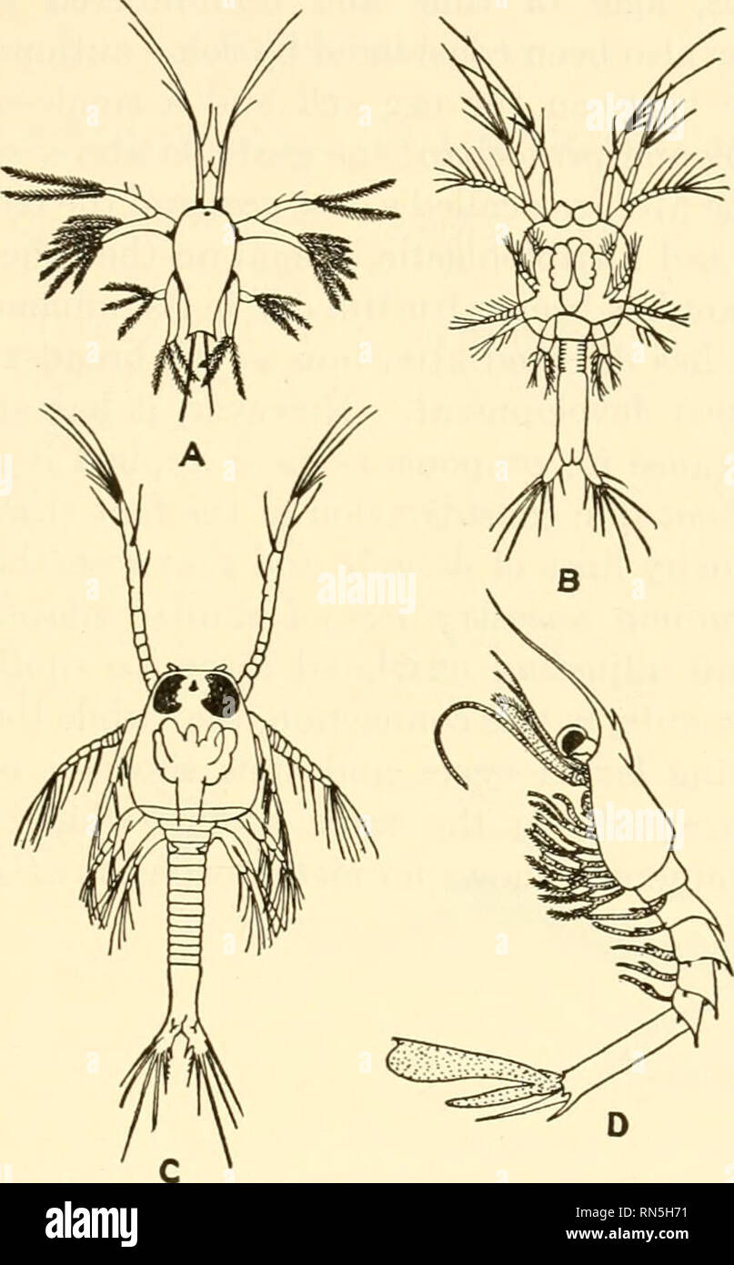 . Animal biology. Zoology; Biology. CRUSTACEA 271 zoaea and the zoaea ...