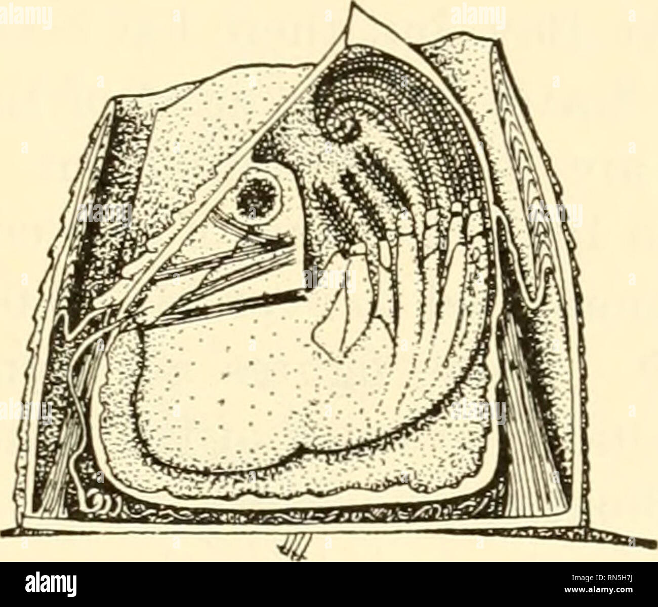 Balanus tintinnabulum hi-res stock photography and images - Alamy