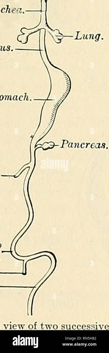 Intestinal umbilical loop hi-res stock photography and images - Alamy