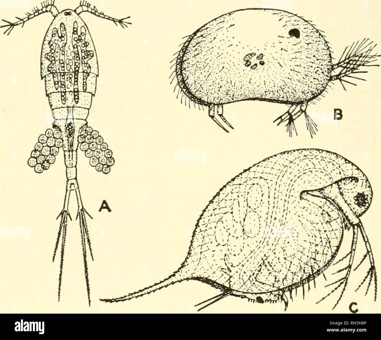 Female brood pouch hi-res stock photography and images - Alamy