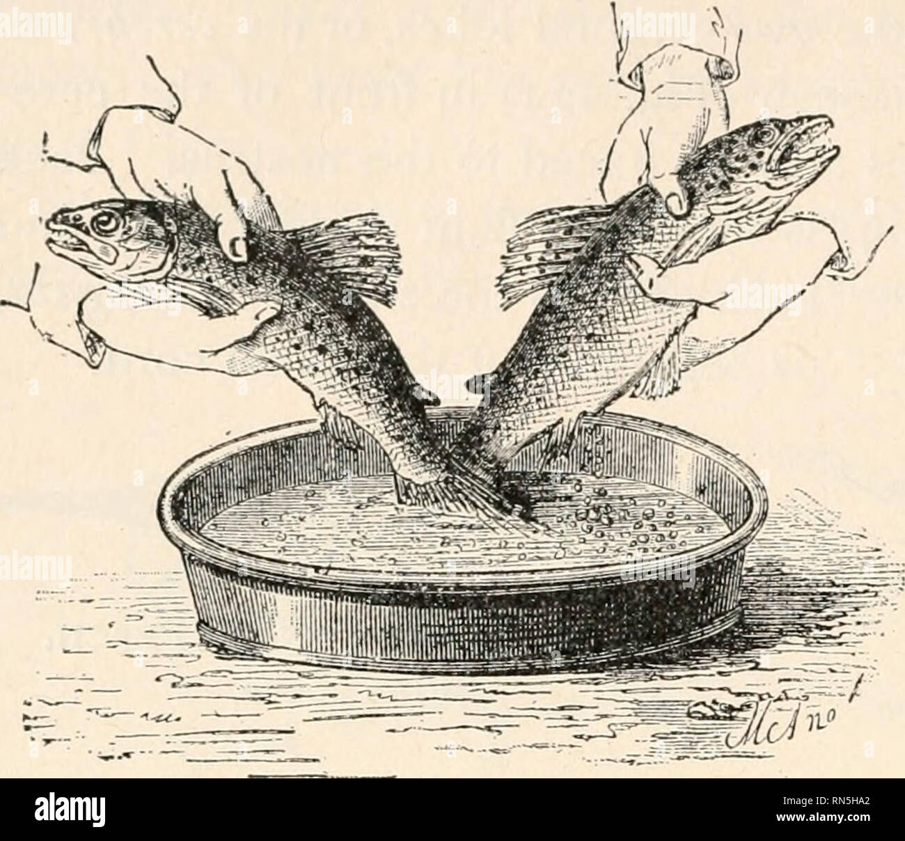 Fecundation of the fish eggs hi-res stock photography and images - Alamy