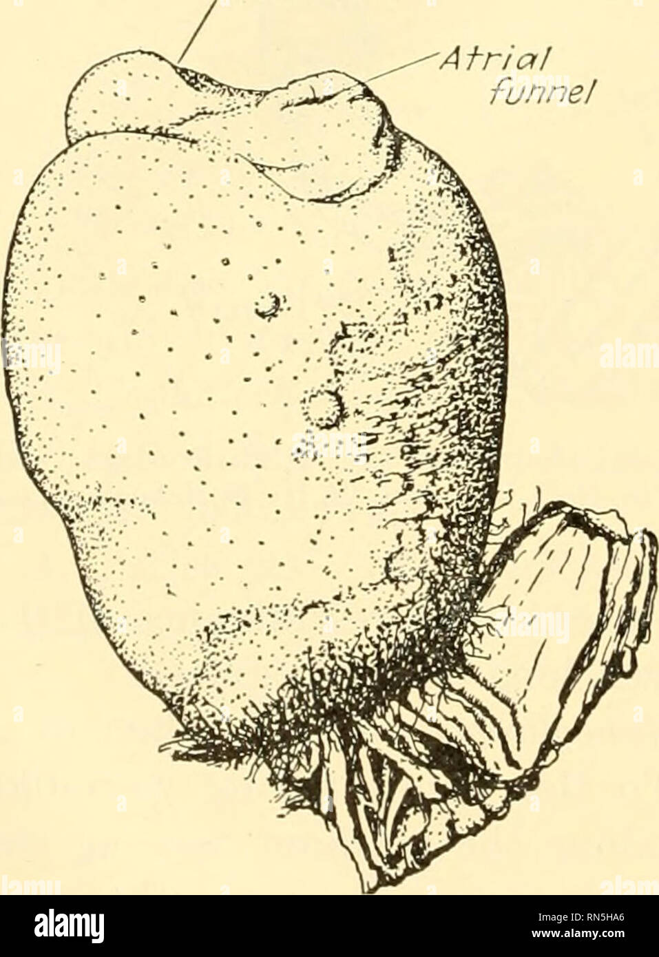 . Animal biology. Zoology; Biology. Pore eniering proboscis cavity ...