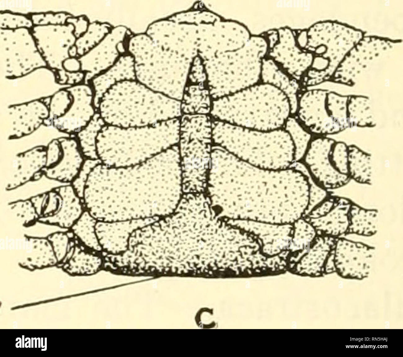 . Animal biology. Zoology; Biology. Abdomen Fig. 169.—The blue or ...