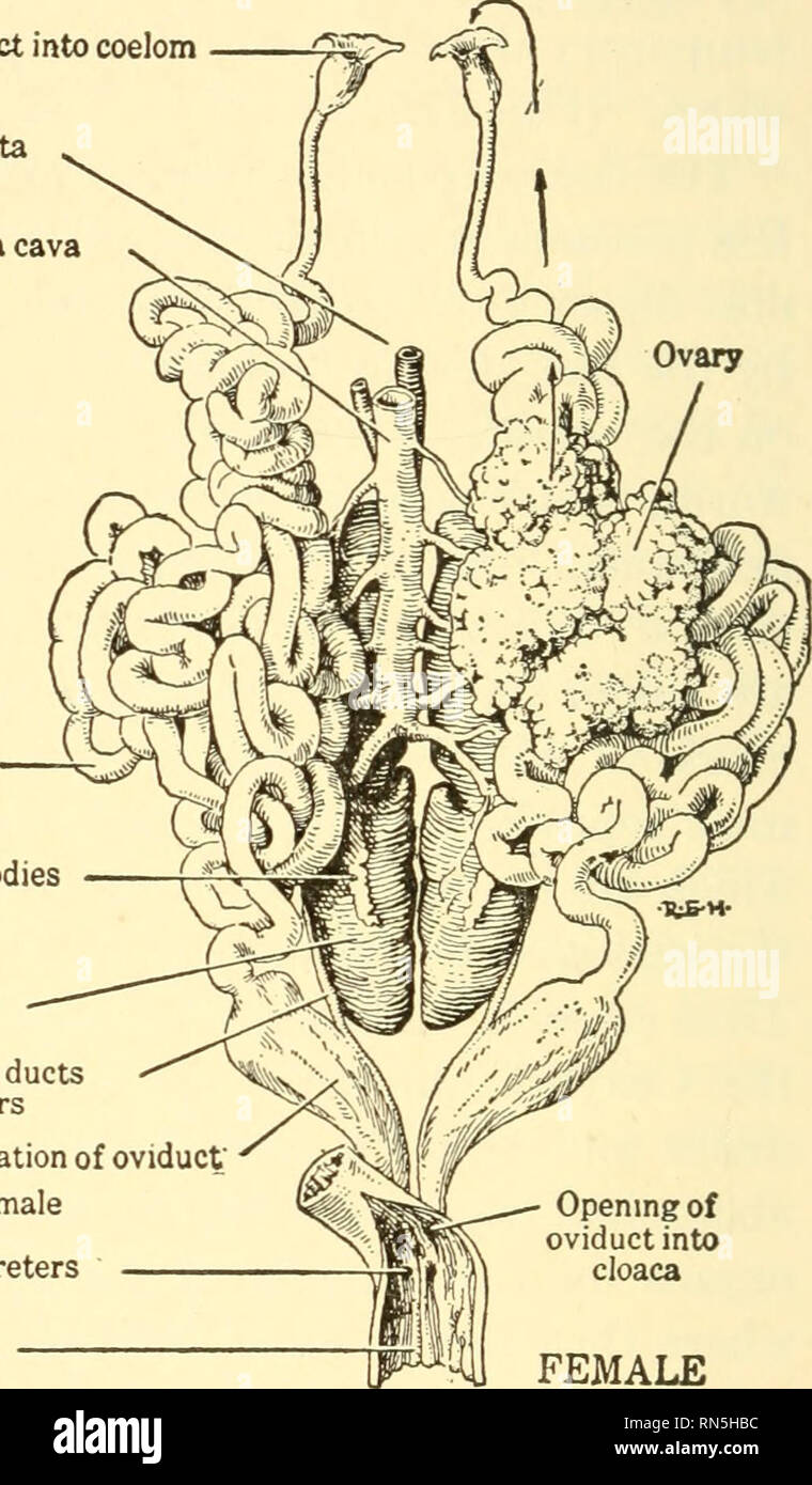 . Animal biology. Biology; Zoology; Physiology. MALE Cloaca. Opening of ...